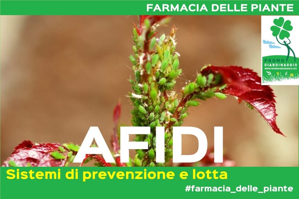 Come combattere gli afidi: sistemi di prevenzione e di lotta