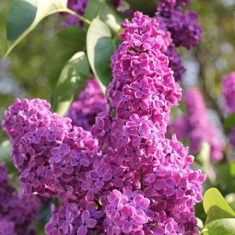 Come coltivare il Lillà in giardino e in vaso - Promogiardinaggio