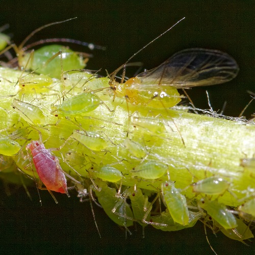 Come combattere gli afidi: sistemi di prevenzione e di lotta