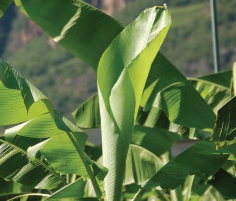 Come coltivare il Banano in vaso in appartamento - Promogiardinaggio