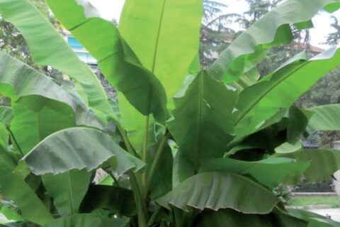 Come coltivare il Banano in vaso in appartamento - Promogiardinaggio