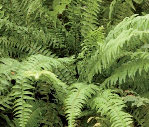 Come coltivare la Felce di Boston in appartamento - Promogiardinaggio