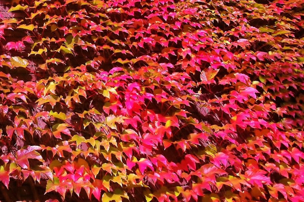 Come e perché coltivare la Vite americana e canadese