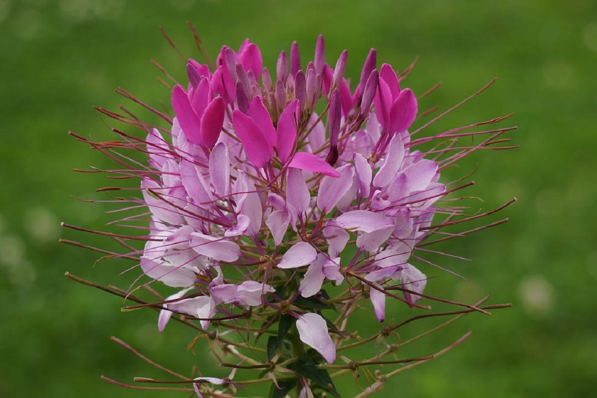 Come coltivare la Cleome in giardino - Promogiardinaggio