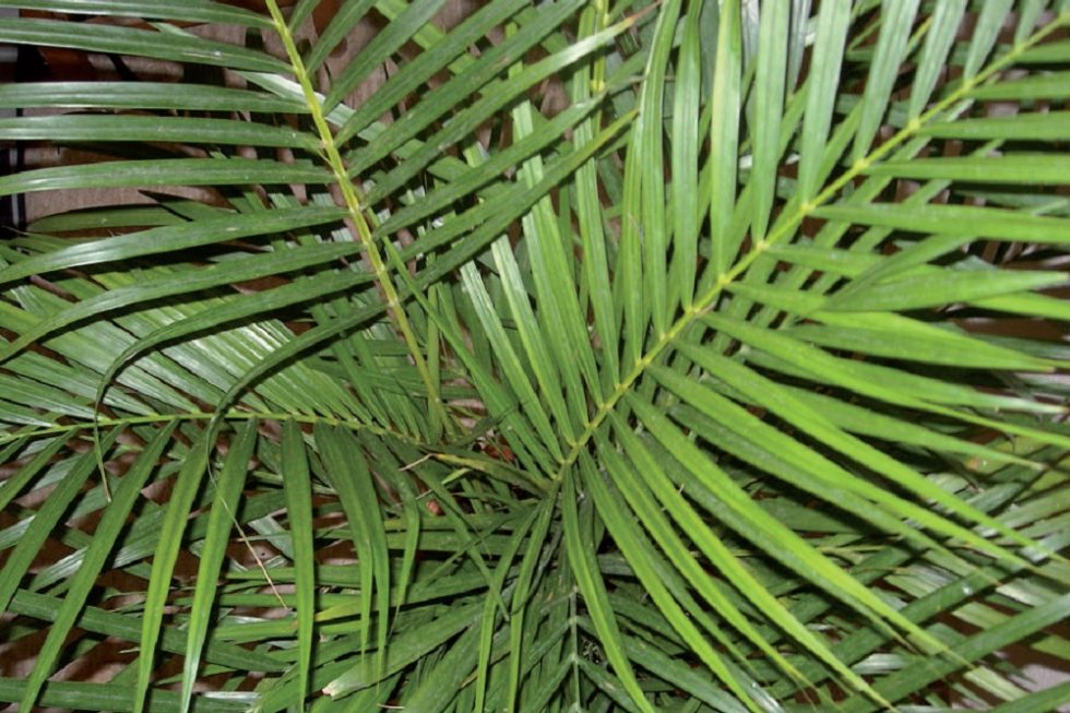 Come coltivare la Kentia in appartamento: Kenzia o Howea