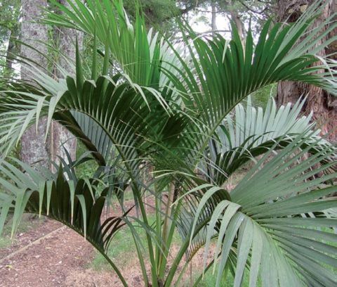 Come coltivare la Kentia in appartamento: Kenzia o Howea