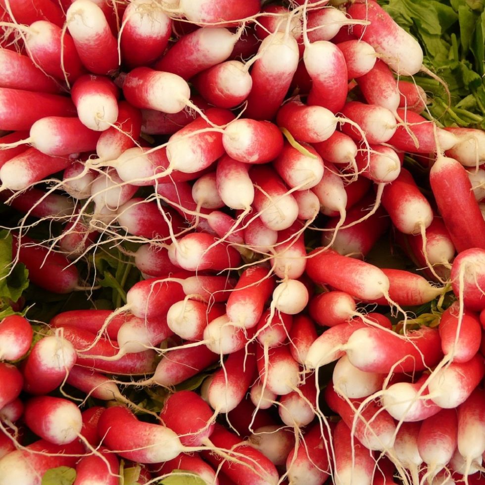 Come coltivare i Ravanelli per quasi tutto l’anno - Promogiardinaggio