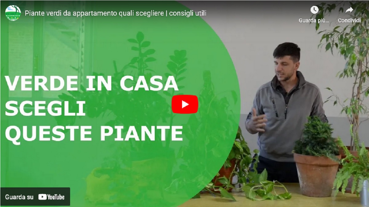 Come scegliere le piante da appartamento - VIDEO - Promogiardinaggio