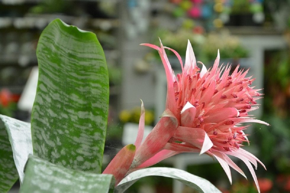 Come coltivare la Aechmea in vaso in appartamento