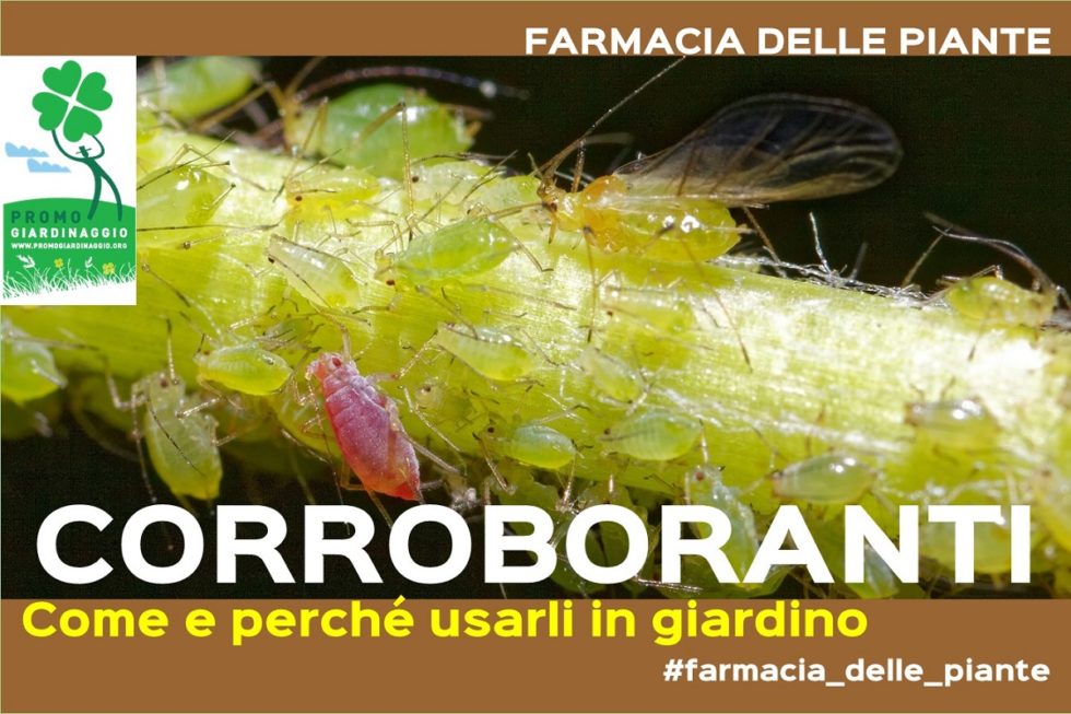 Come, quando e perchè usare i corroboranti in giardino