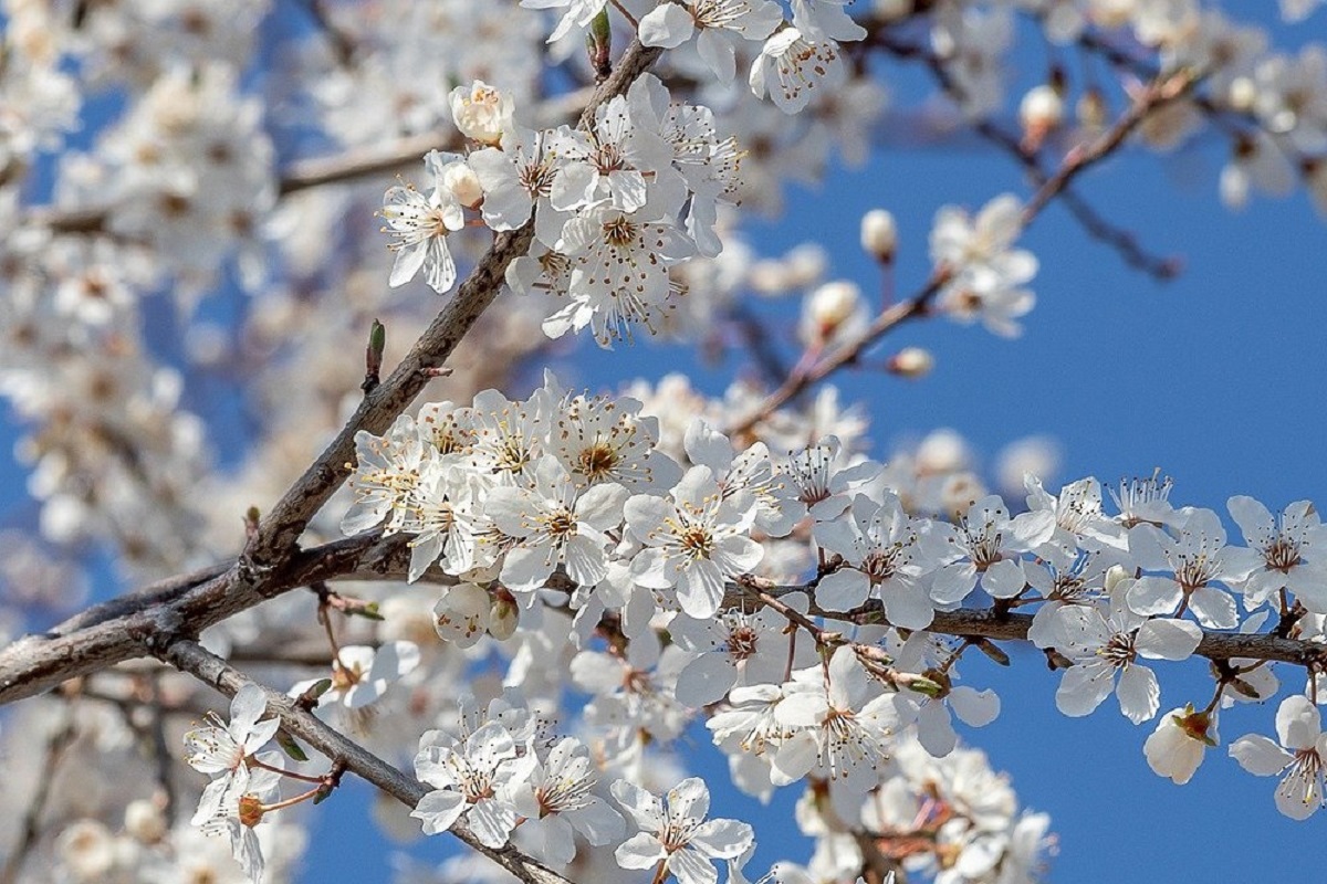 Come coltivare il Pruno da fiore in giardino - Promogiardinaggio