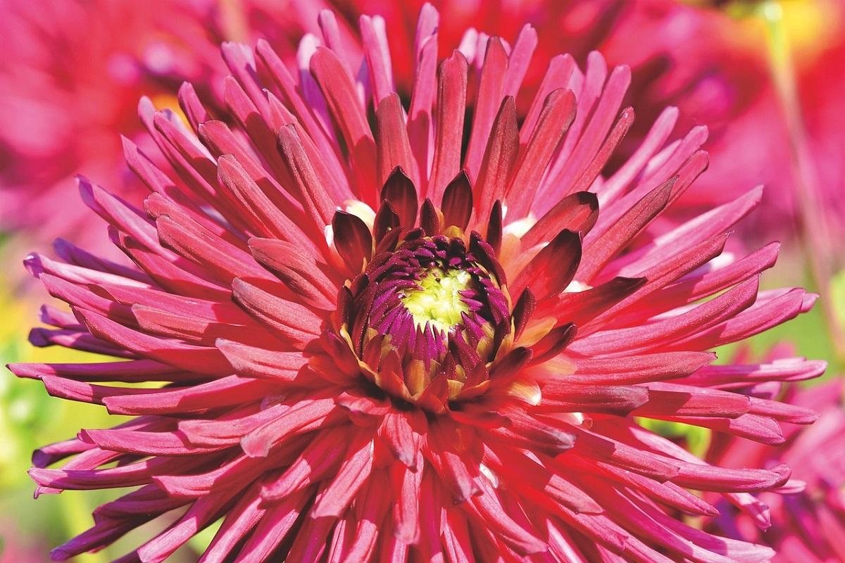 Come coltivare le Dalie e scegliere quelle giuste per il nostro giardino