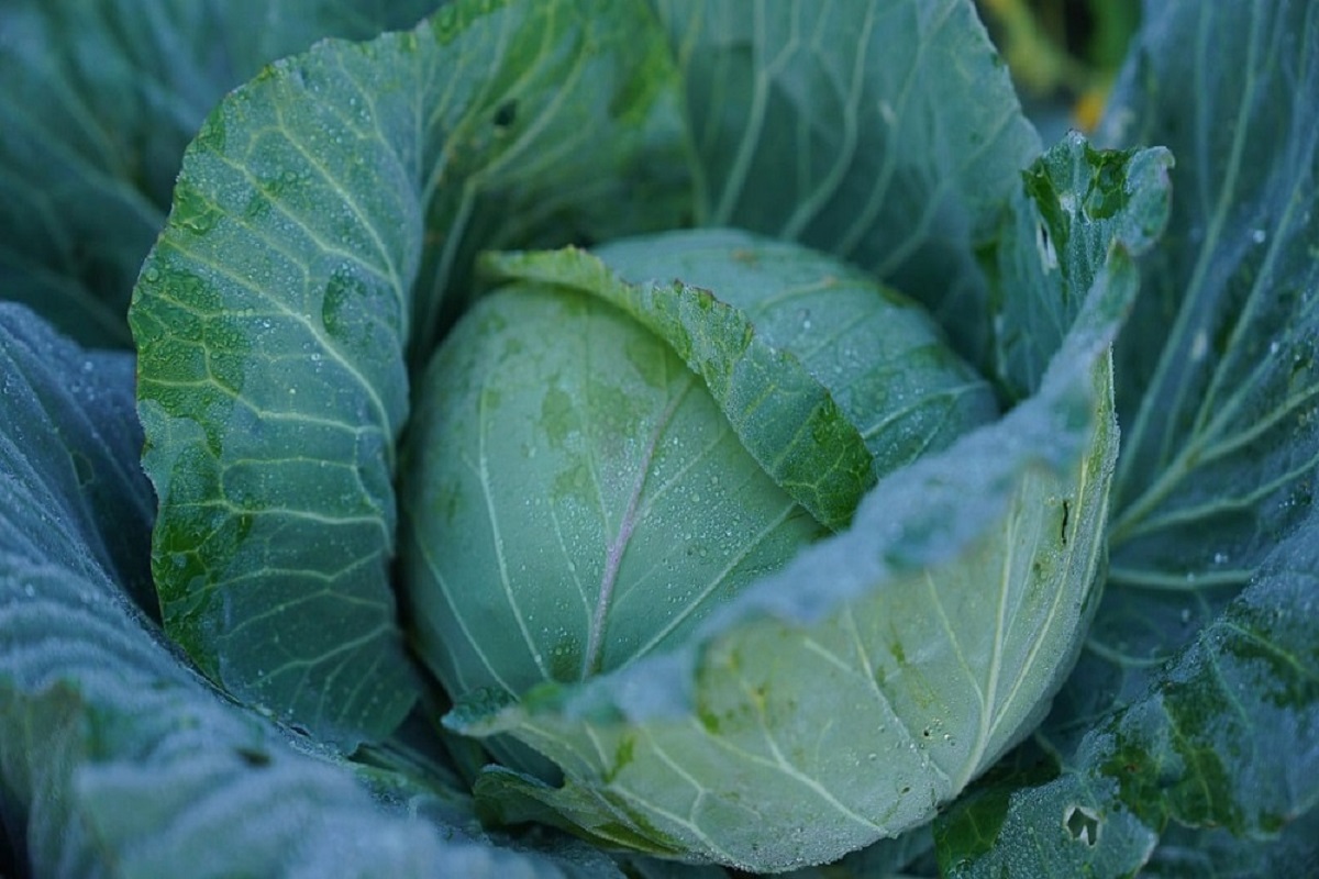 Come coltivare il Cavolo cappuccio - i consigli di Sementi Dotto