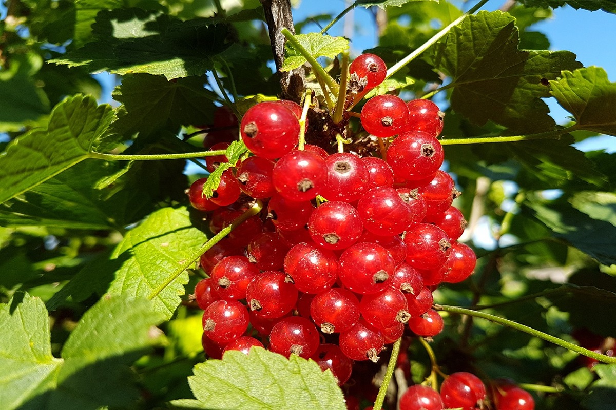 Come coltivare i Ribes in giardino e in vaso - Promogiardinaggio