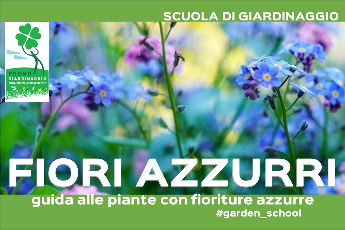 Progettare le aiuole: piante con i fiori azzurri in giardino