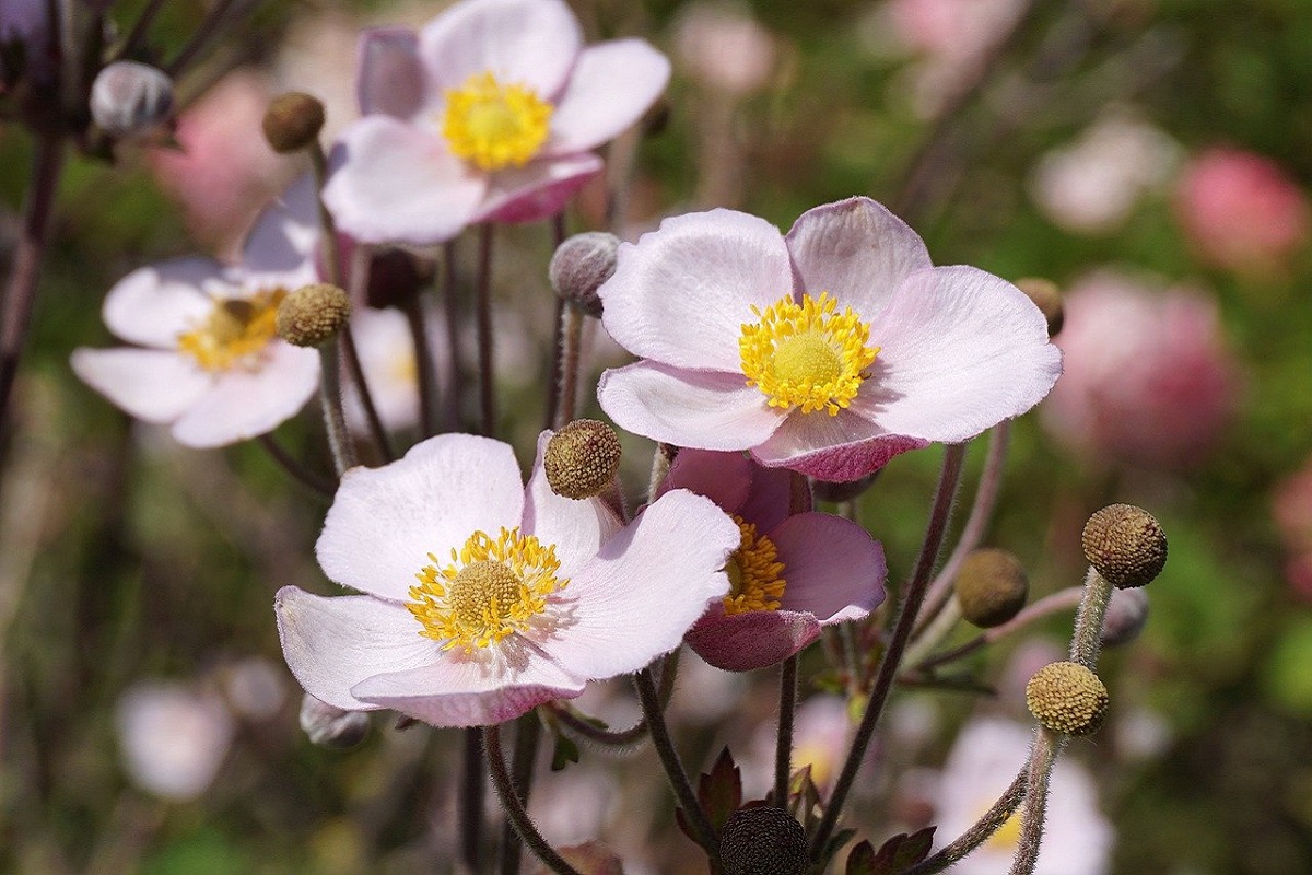 Come scegliere e coltivare gli Anemoni in vaso sul terrazzo
