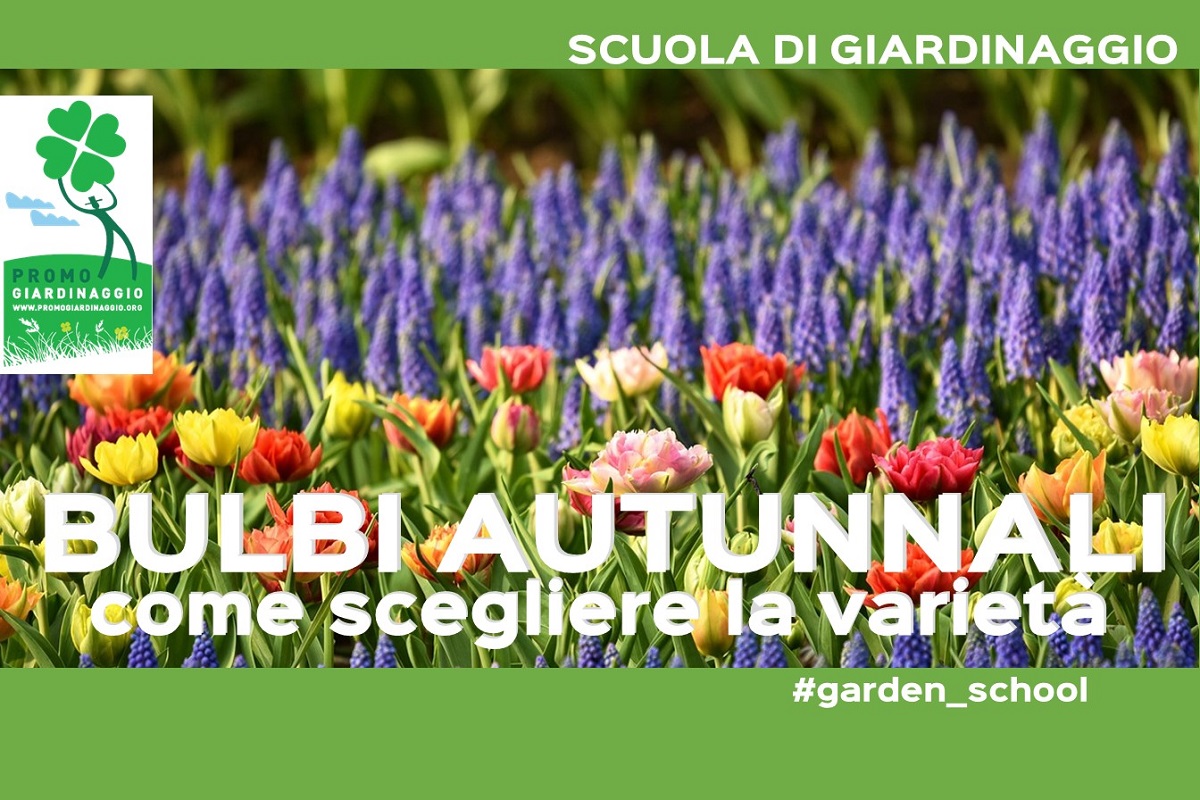 Come scegliere i bulbi autunnali: fioriranno in primavera