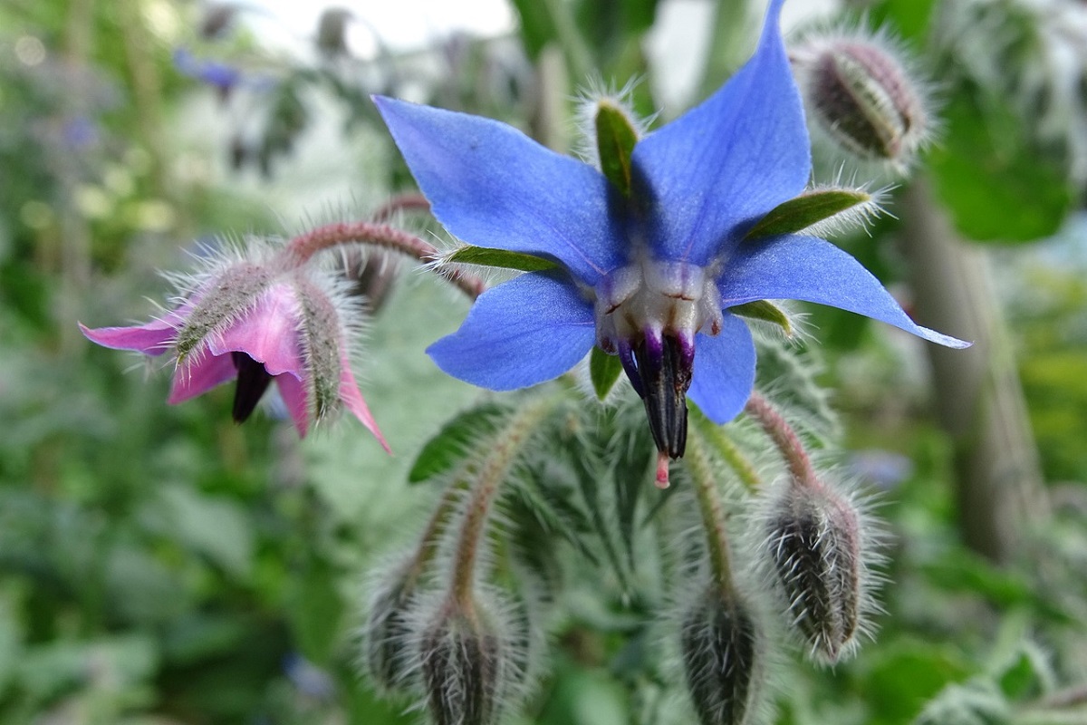 Come coltivare la Borragine: Borago officinalis - Promogiardinaggio