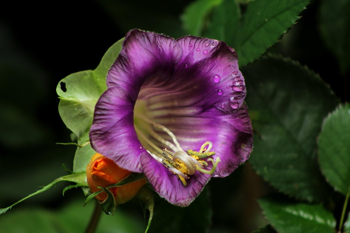 Come coltivare la Cobea: un rampicante per il giardino