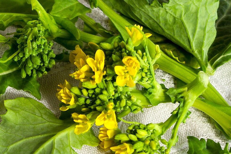 Come coltivare le Cime di Rapa in autunno - Promogiardinaggio